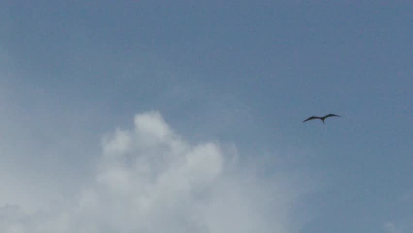 White Stork Flying In A Distance, Bird In Flight Stock Footage Video ...