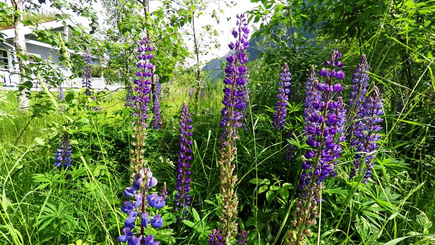 Typical Lupin Lupine Flowers in Stock Footage Video (100% Royalty-free ...