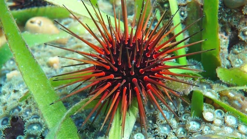 Sea Urchin Underwater, Echinometra Viridis, Commonly Called Reef Urchin ...