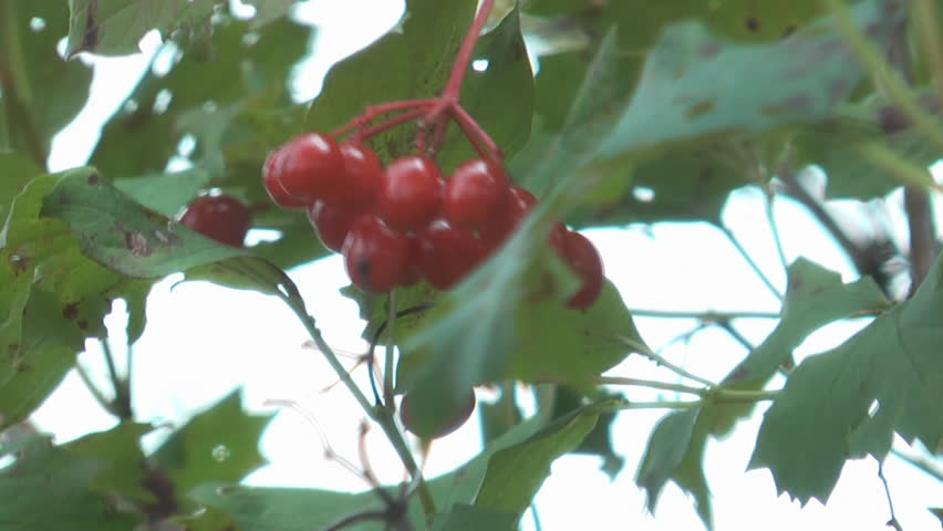 Autumn Red Snowball-tree Berry. Stock Footage Video (100% Royalty-free ...