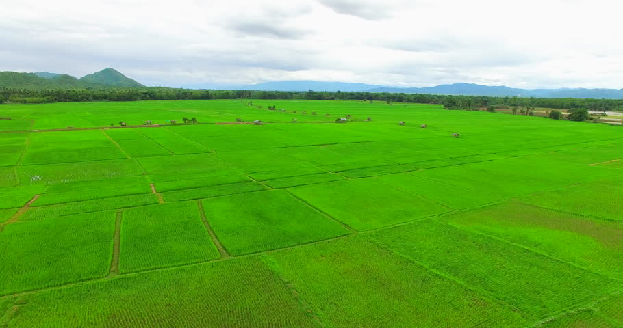 High Angle View Aerial Shot Rice Field In Lampang Thailand Stockfootage ...