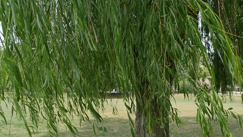Stock video of willow tree blowing in wind and | 11503454 | Shutterstock