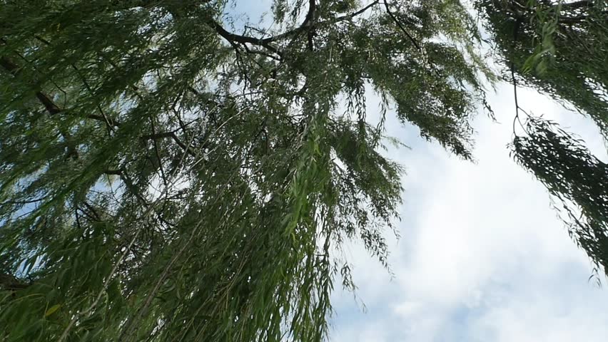 Willow Tree Blowing in Wind Stock Footage Video (100% Royalty-free ...
