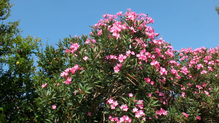 Beautiful Hedge Of Oleander Bush With Pink Flowers And Cypress ...
