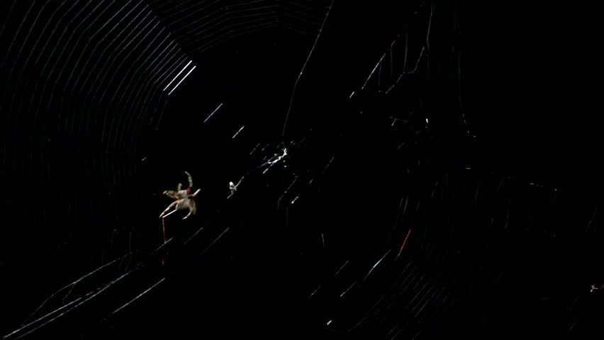 Spider Building The Web Night Background Stock Footage Video 11611487 ...