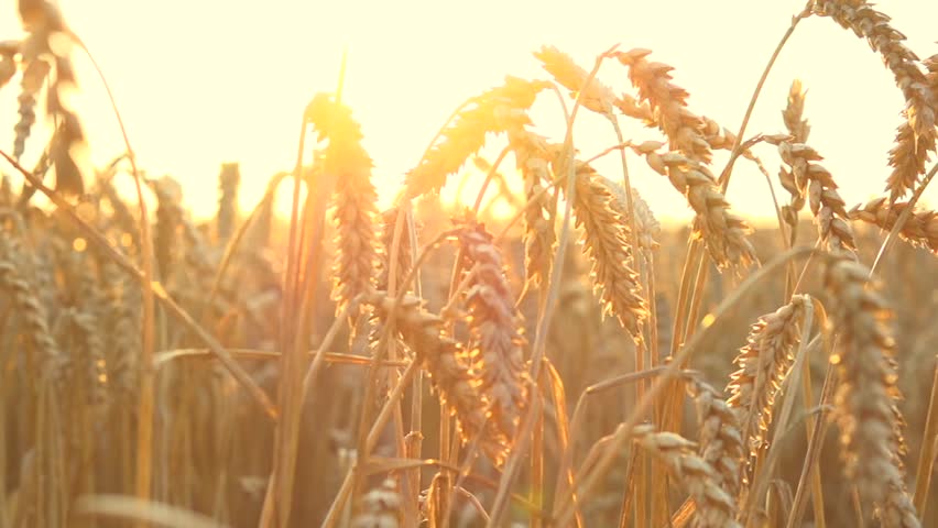 Field Of Wheat In The Beautiful Late Evening Sunshine - Wheat Field ...