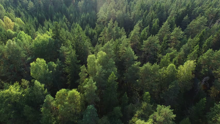 Aerial Above View North Delta Nature Reserve, Vancouver - Aerial Above ...