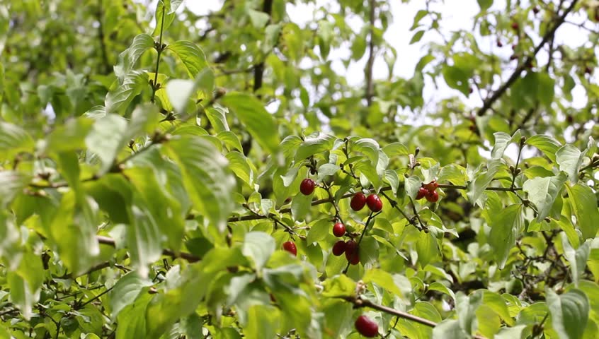 Cornel Tree with Cornelian Cherries Stock Footage Video (100% Royalty ...