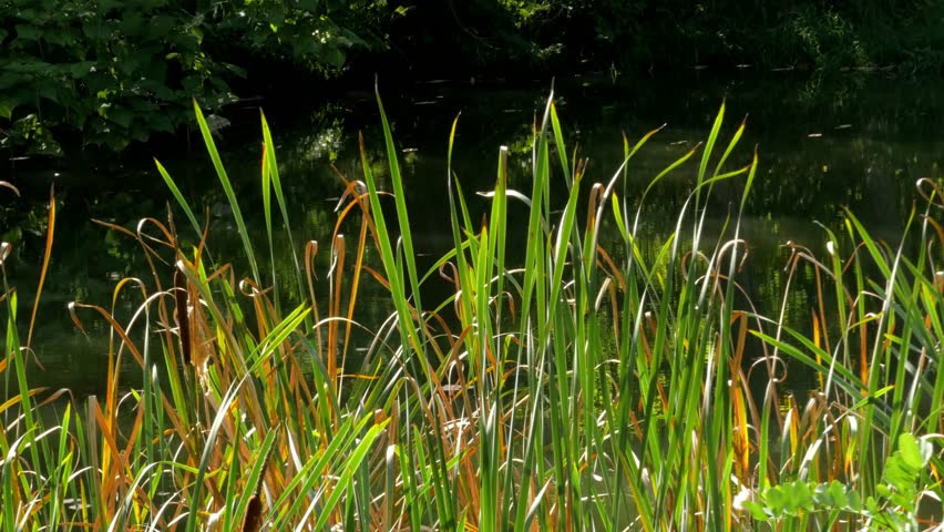 Beautiful Marsh Reed On The Lake Coast In The Foreground,water Surface ...