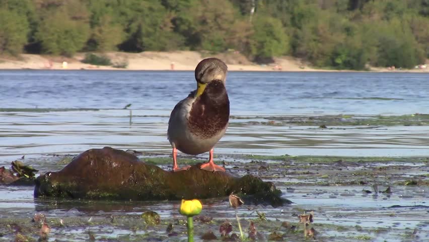 Hardhead Ducks (Aythya Australis) - The Only True Diving Ducks Found In ...