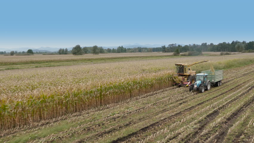 Aerial View Of Vast Cornfields And A Tractor Harvesting Corn On A Large ...