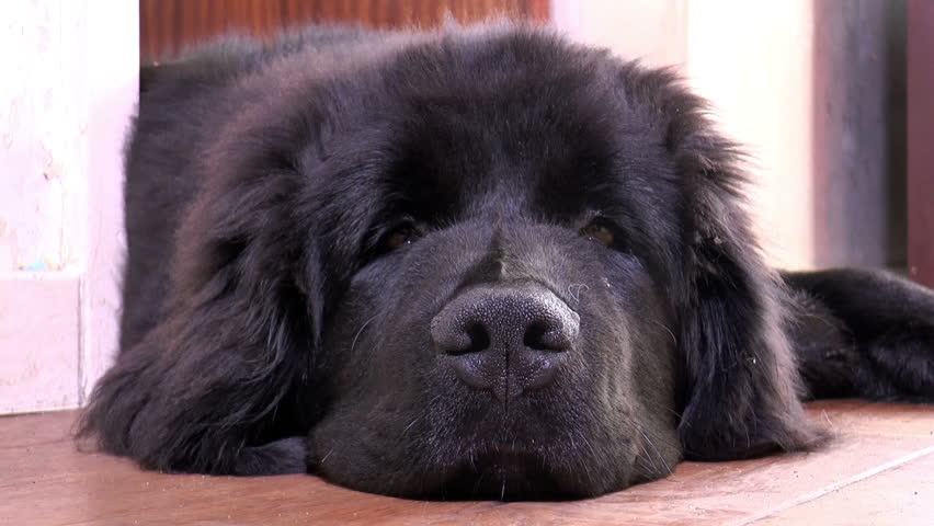 Newfoundland Dog Stock Footage Video | Shutterstock