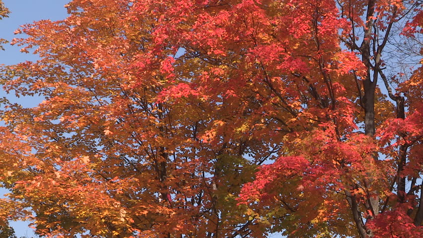 1035 Fall Trees Falling Leaves And Rainbow Storm Stock Footage Video ...