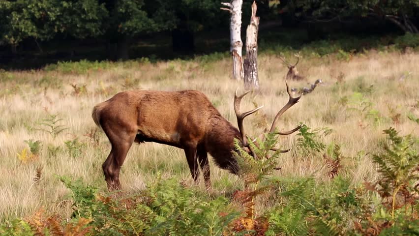 Red Deer Stag Grazing Stock Footage Video (100% Royalty-free) 12468224 ...