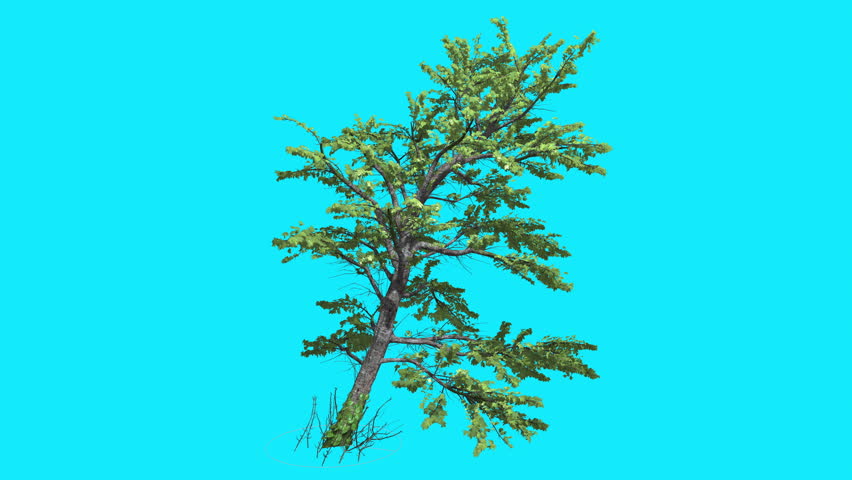 Plitvice Maple Tree Cut Of Chroma Key, Tree On Alfa Channel, Inclined ...