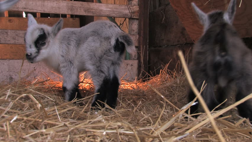 Young Pygmy Goats Playing in Stock Footage Video (100% Royalty-free ...