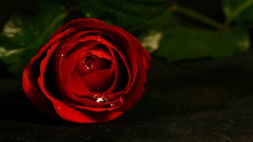 Death of a Rose Timelapse Stockvideos & Filmmaterial (100 % lizenzfrei ...