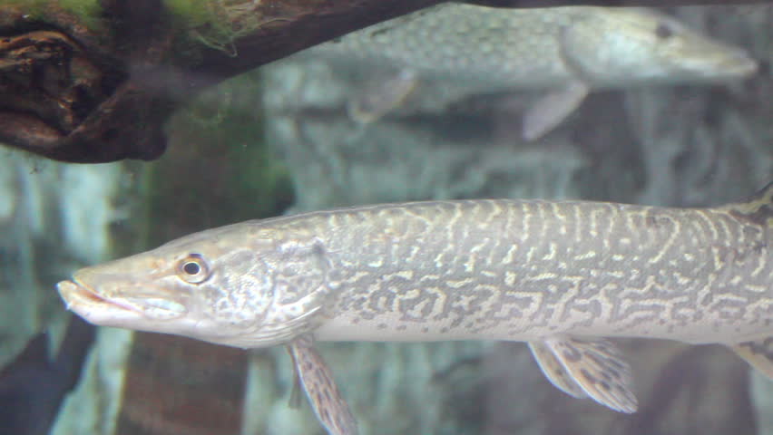 Northern Pike Fish Swimming in Stock Footage Video (100% Royalty-free ...