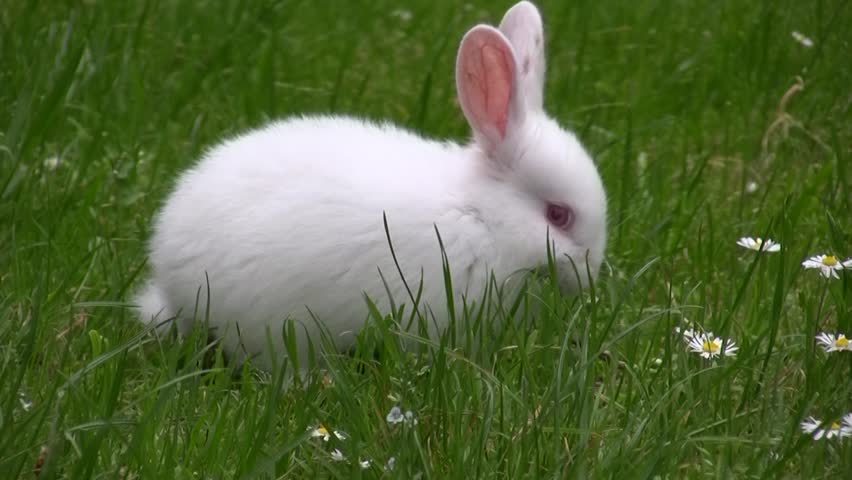 Cute White Rabbit Playing at Stock Footage Video (100% Royalty-free ...