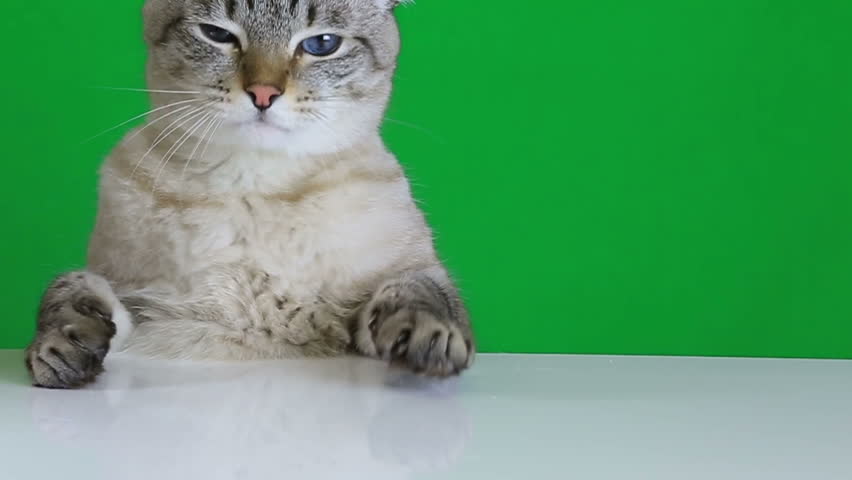 Sad Cat Sitting at the Stock Footage Video (100% Royalty-free) 13346894 ...