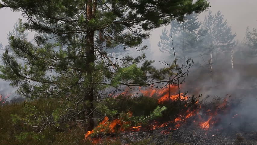 Forest Ground Fire Under Pine Tree. This Wood Fire Footage Appropriate ...