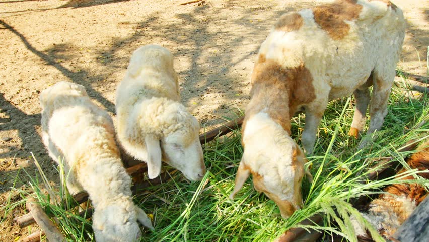 Small Sheep Farm Stock Footage Video (100% Royalty-free) 13669574 ...