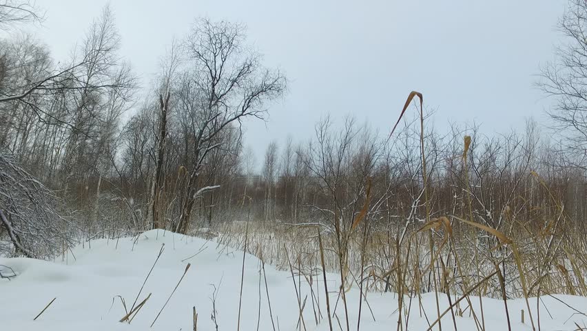 Winter Bog Landscape with Dry Stock Footage Video (100% Royalty-free ...