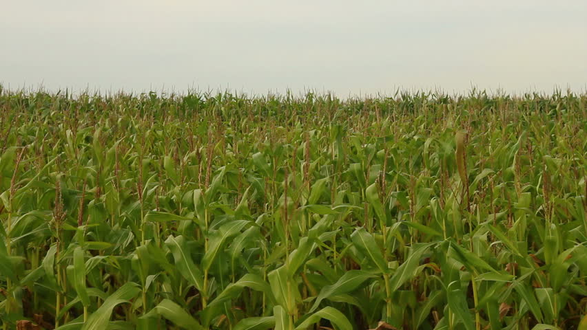 Corn Field Blowing In The Wind Stock Footage Video 26529716 | Shutterstock
