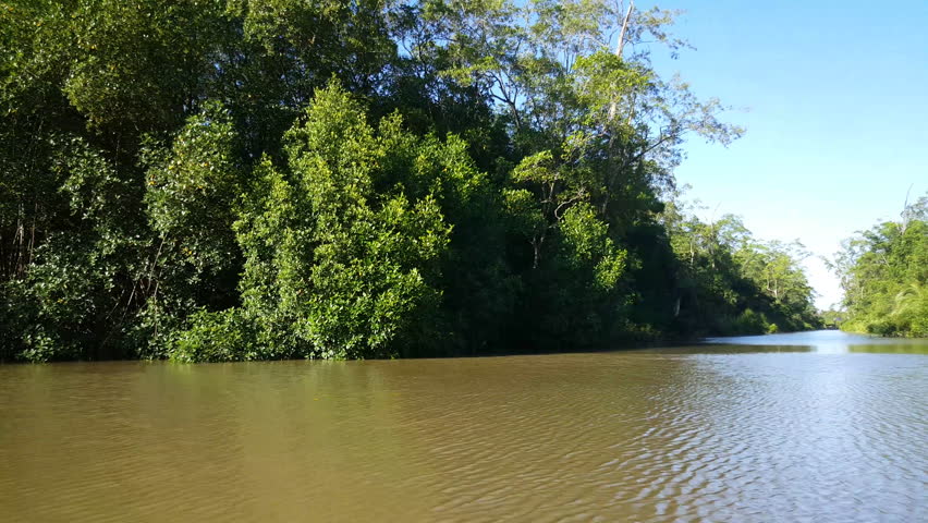Commewijne River In Suriname With Mangrove And Reflection In The Water ...