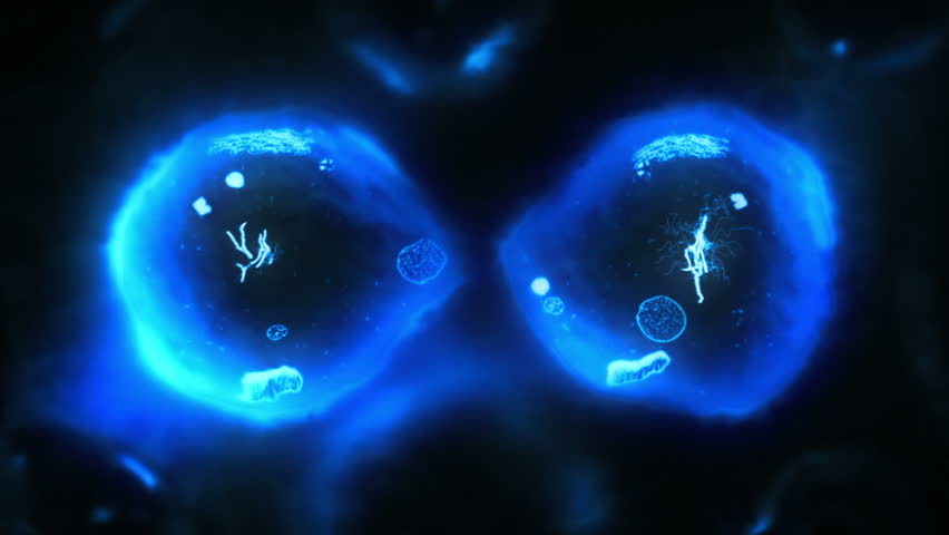 Stages of Mitosis. Biology Background. Stock Footage Video (100% ...