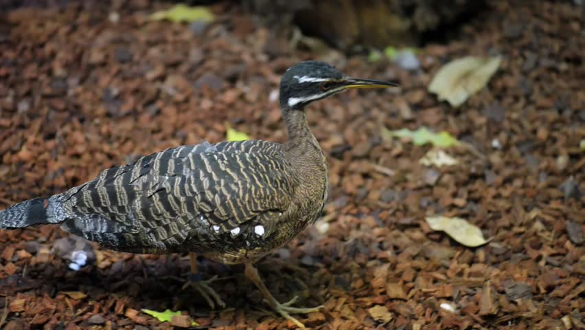 Sunbittern image - Free stock photo - Public Domain photo - CC0 Images