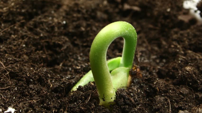 Germinating Seed Stock Footage Video | Shutterstock