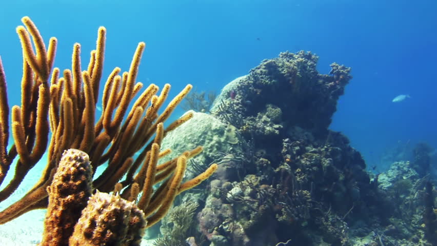 The Colorful Coral Fish Swim. Underwater Coral Reef And Tropical Fish ...