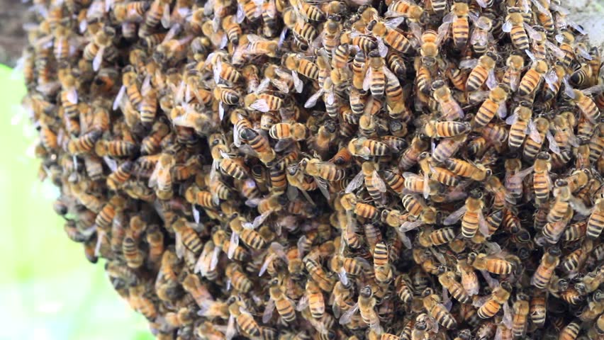 Bees Nest Close Shot of Stock Footage Video (100% Royalty-free ...
