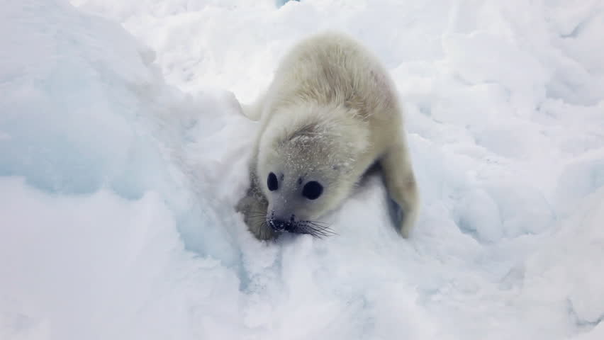 Cute Newborn Seal Pup On Ice Looking At The Camera. Family Polar Arctic ...