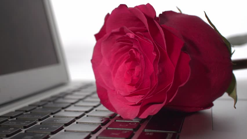 Valentine's Day Red Rose Falls On The Laptop Keyboard. 4k Stock Footage ...