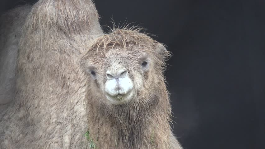 Stock video of wet from the rain camel head, | 14378494 | Shutterstock