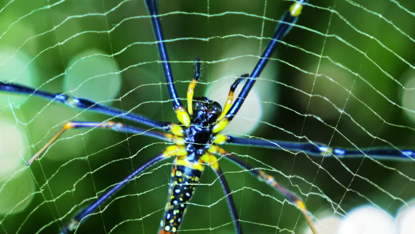 Golden Orb Web Spider On Silk Net Trap In Tropical Rainforest In Asia ...