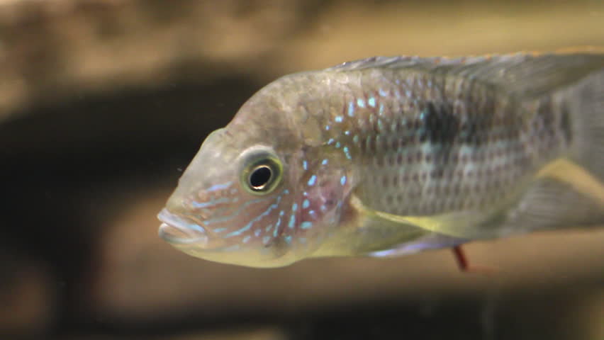 Golden Barb Or Golden Dwarf Barb In Aquarium. The Golden Barb Or Golden ...