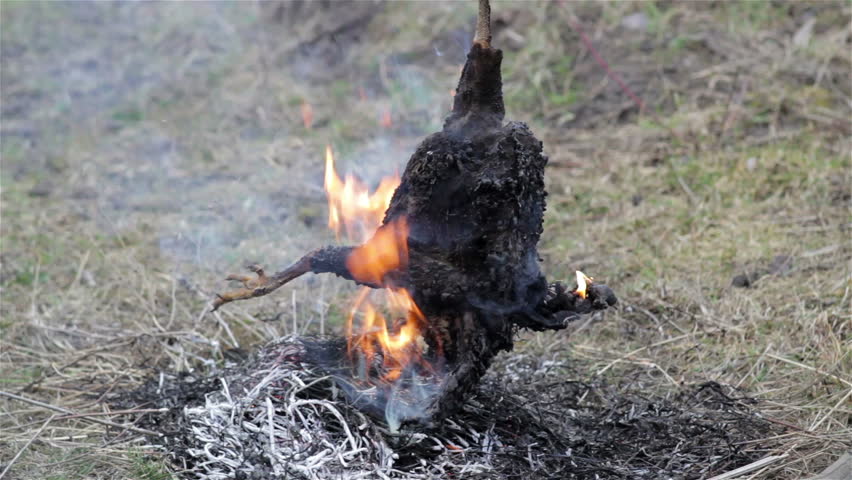 Chicken Burning in Natureoffering a Stock Footage Video (100% Royalty ...