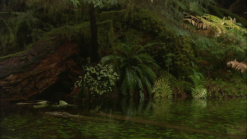 Enchanted Forest with Mossy Pond Stock Footage Video (100% Royalty-free ...