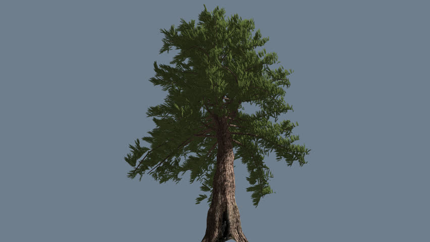 Western Red Cedar, Tree On Alfa Channel, Alpha Channel, Tree Cut Off A ...