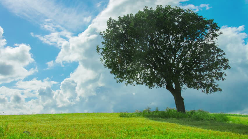 Time-lapse of Green Tree Growing Stock Footage Video (100% Royalty-free ...