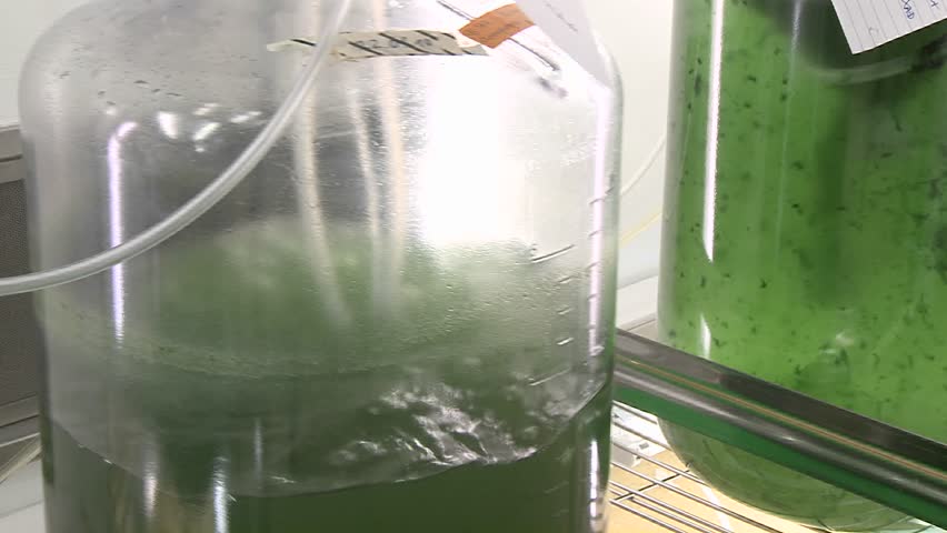 Erlenmeyer Flasks With Algae Are Shaken In Order To Allow The Algae To ...