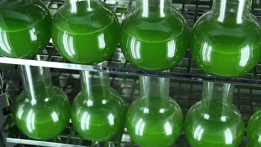 Two Rows Of Bottles Filled With Green Microalgae Chlorella Inside Of ...