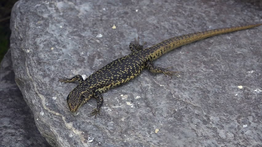 Grand Skink Sit On a Stock Footage Video (100% Royalty-free) 15167644 ...