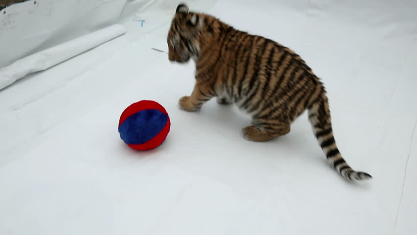 The Tiger Cub Playing With Ball On A White Background Stock Footage ...