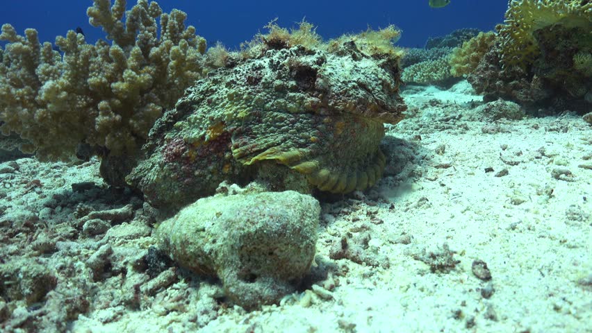 Stonefish On Vibrant Coral Reef, Stock Footage Video (100% Royalty-free ...