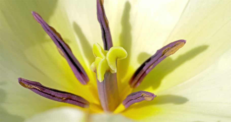 Time-lapse Of Growing And Blooming Brodiaea Flower 1x1 In PNG+ Format ...
