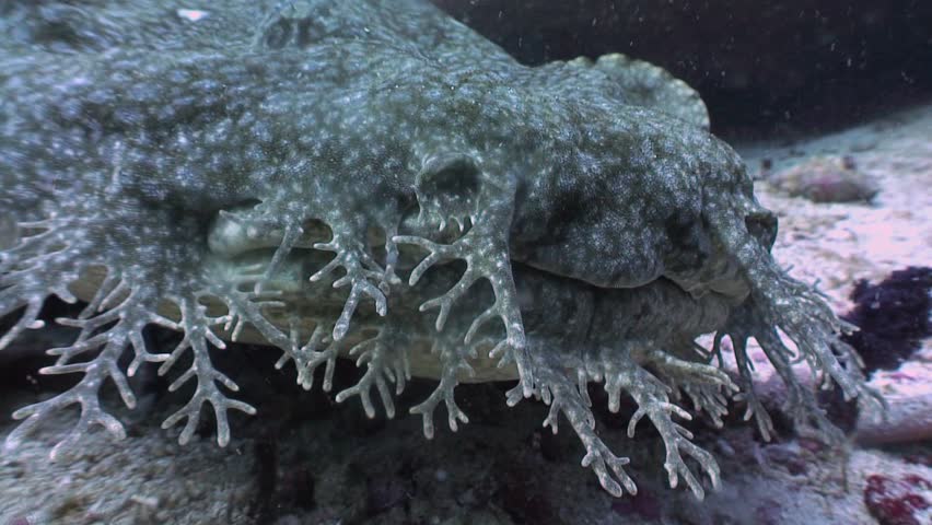 Stock video of wobbegong closeup of tasselled mouth. orectolobidae ...